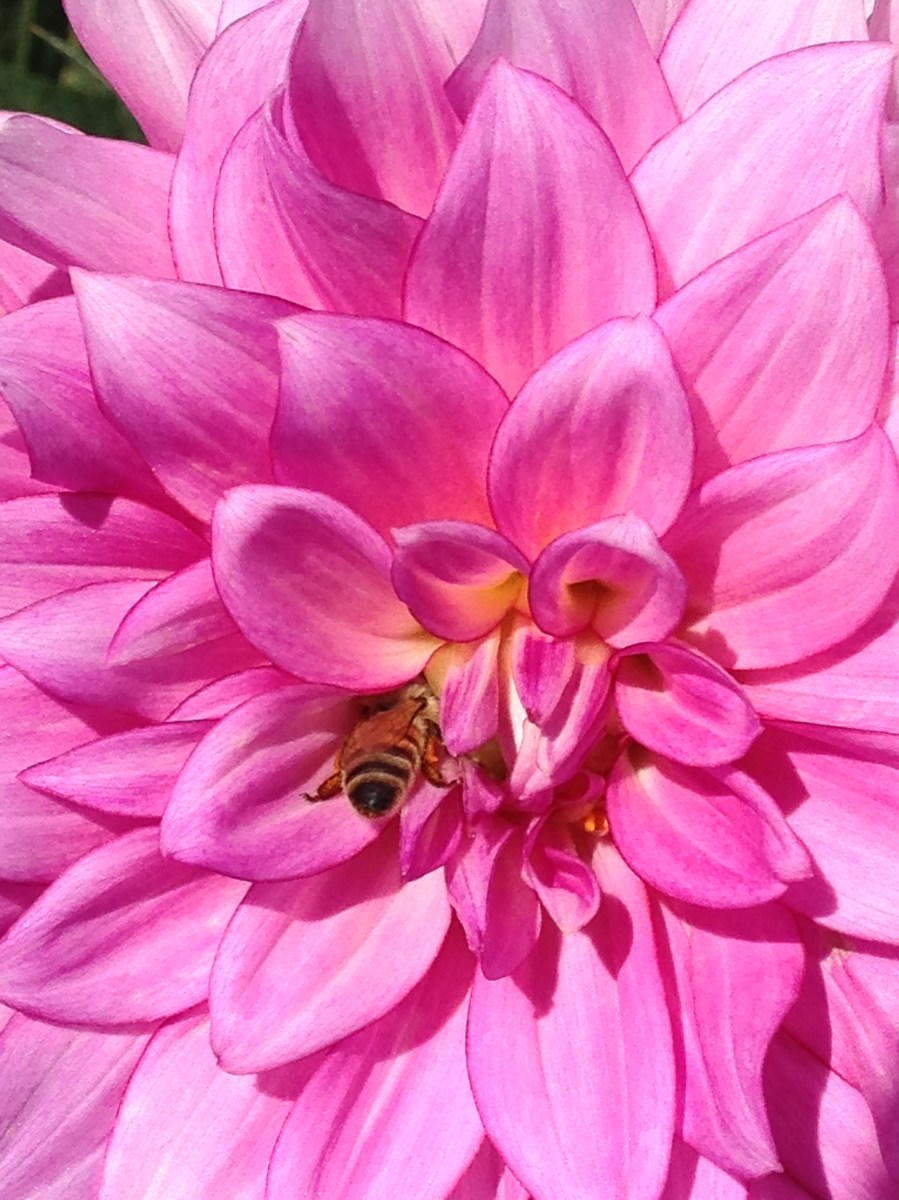 Woes and Wonderings – Talking and Teaching Science